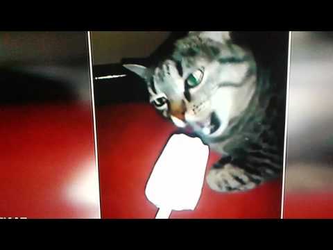 Dondurma yiyen kedi
