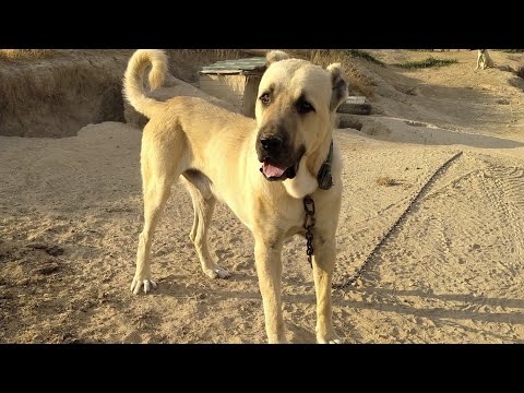 köpek vs yılan  #anadoluçobanköpeği