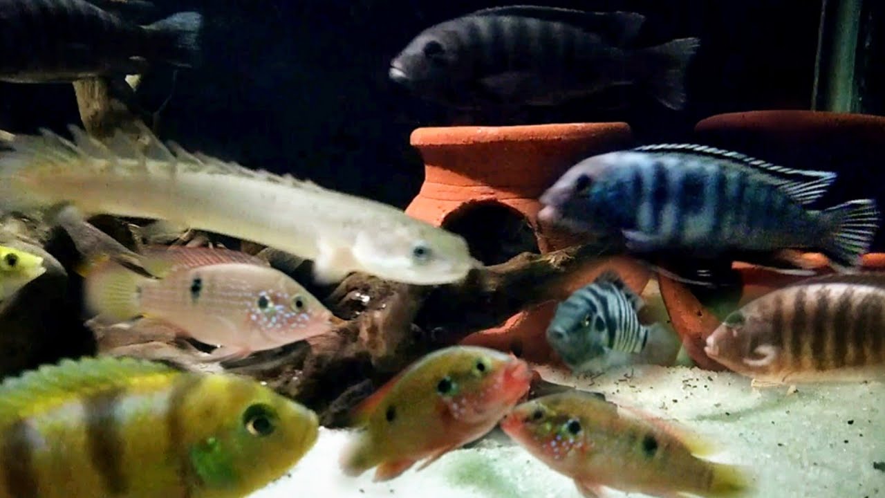 Senegal bichir in cichlid fish tank | Dragon bichir in cichlid tank ...