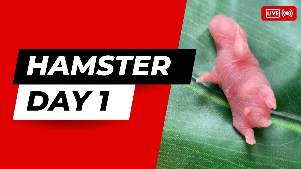 Hamster New Born Day 1 Watch The Baby Hamster Growing Up - YouTube