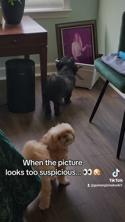 Somebodys watching me #shihtzu #dog - YouTube