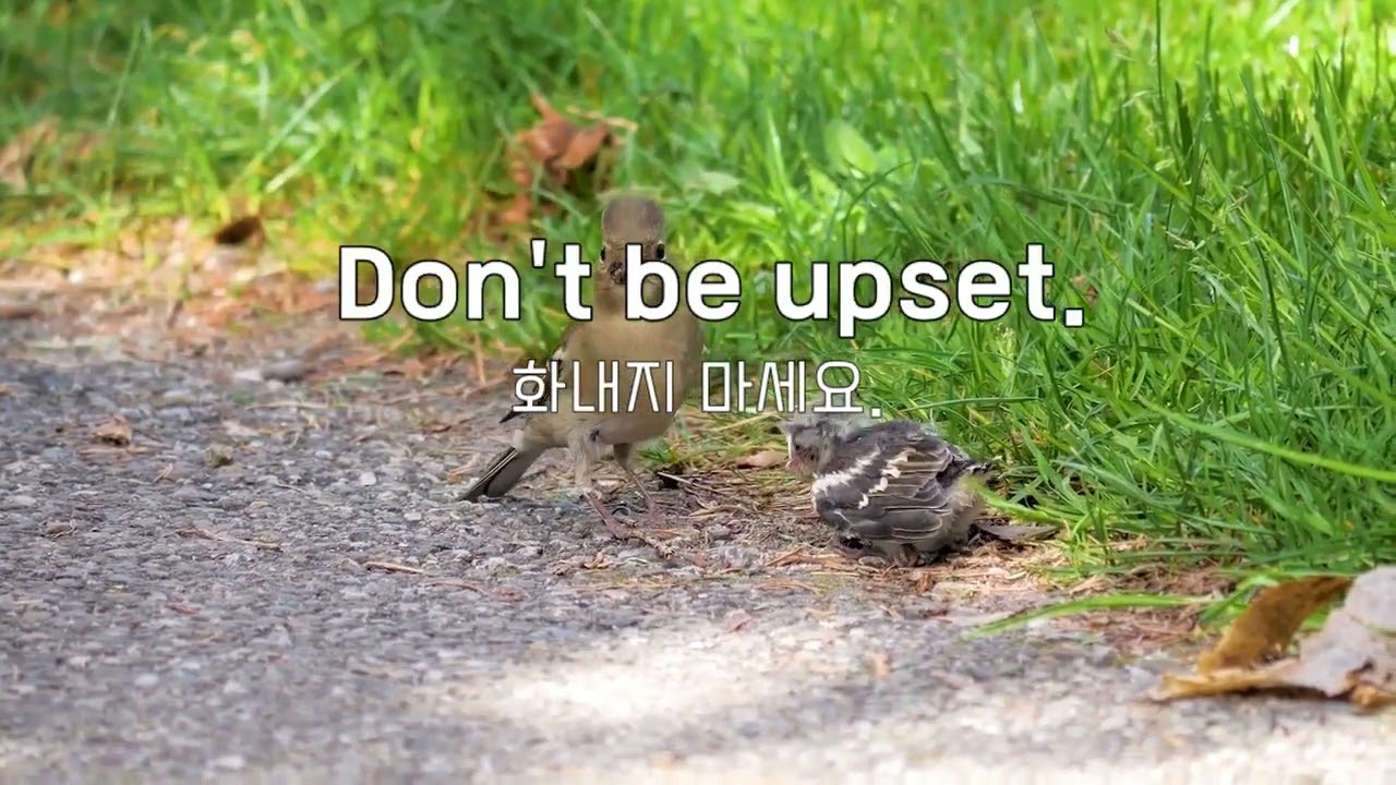 짧은문장13 두세단어 짧은 문장 연속듣기 짧아서 외우기 쉬운 기본영어 기초 영어 표현 짧고 쉬운 문장으로 왕초보