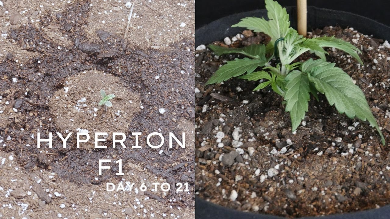 Hyperion F1 Day 6 to 21 Timelapse: Started Low-Stress Training (LST ...