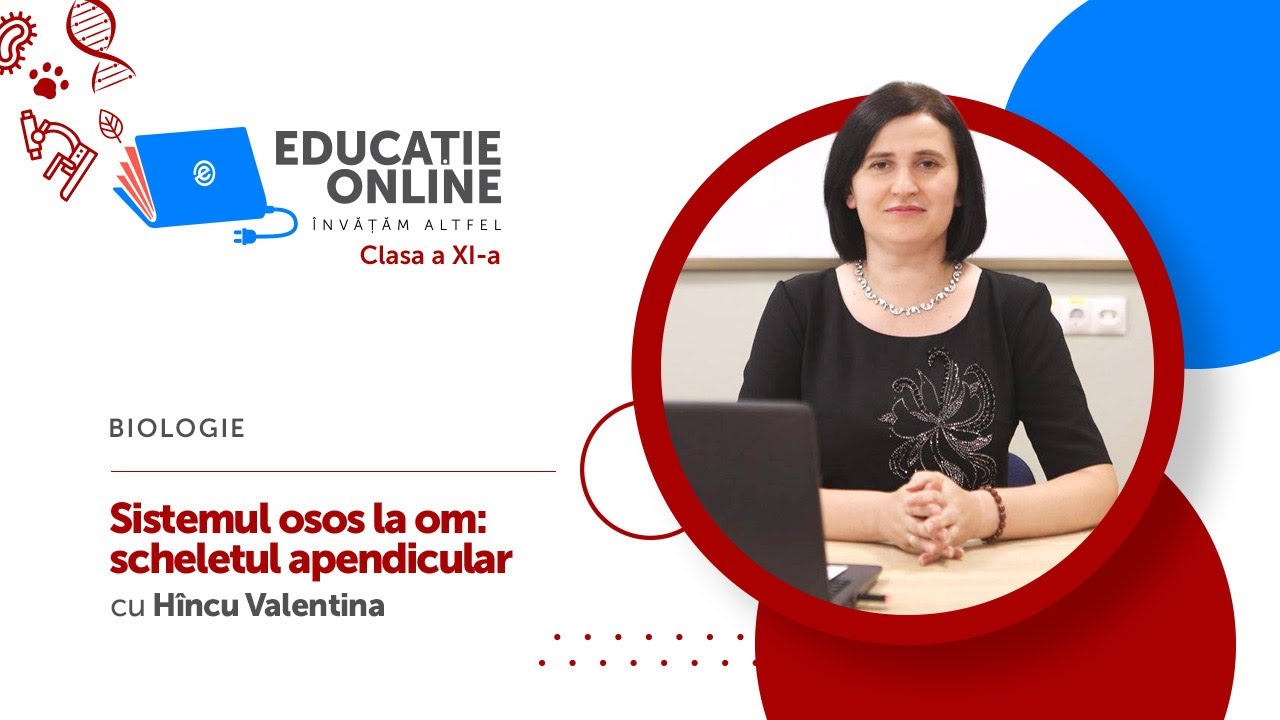 Biologie, clasa a XI-a, Sistemul osos la om: scheletul apendicular ...