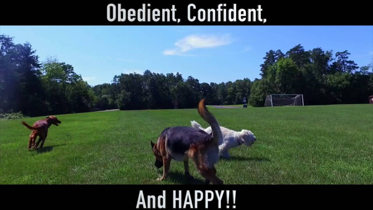 Happy, Confident, Free, and Amazing! Best Dog Training with Nick White ...