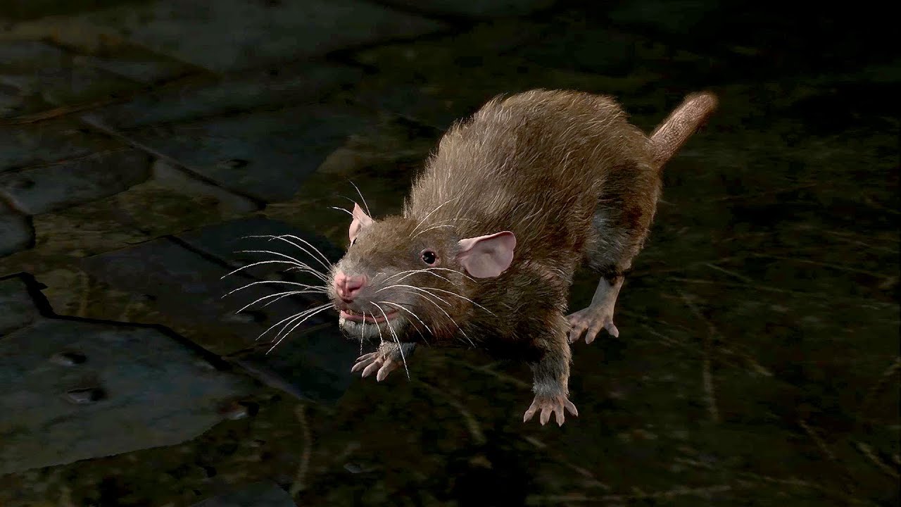 This Rat is my favorite Baldur's Gate 3 NPC - YouTube