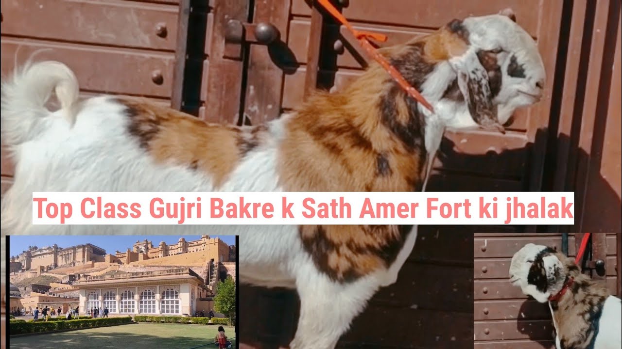 Gujri bakra . Sojat bakre jaisa Khubsurat Gujri Goat Available in ...