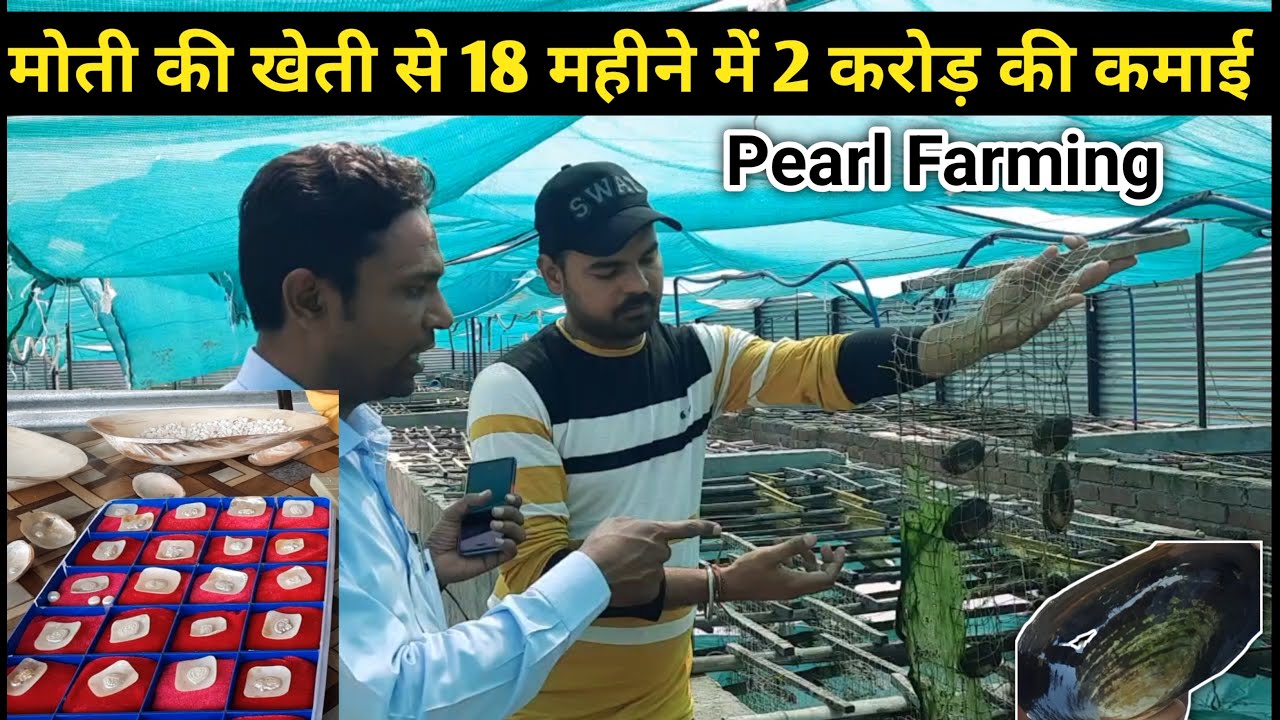 Pearl Farming in India at Home | Moti Palan| Moti ki Kheti | मोती की ...