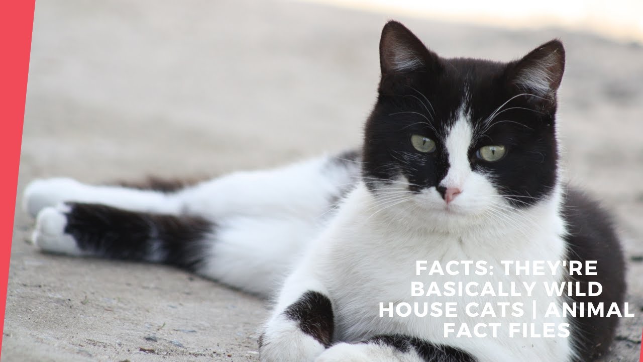 Wildcat facts they're basically wild house cats - YouTube