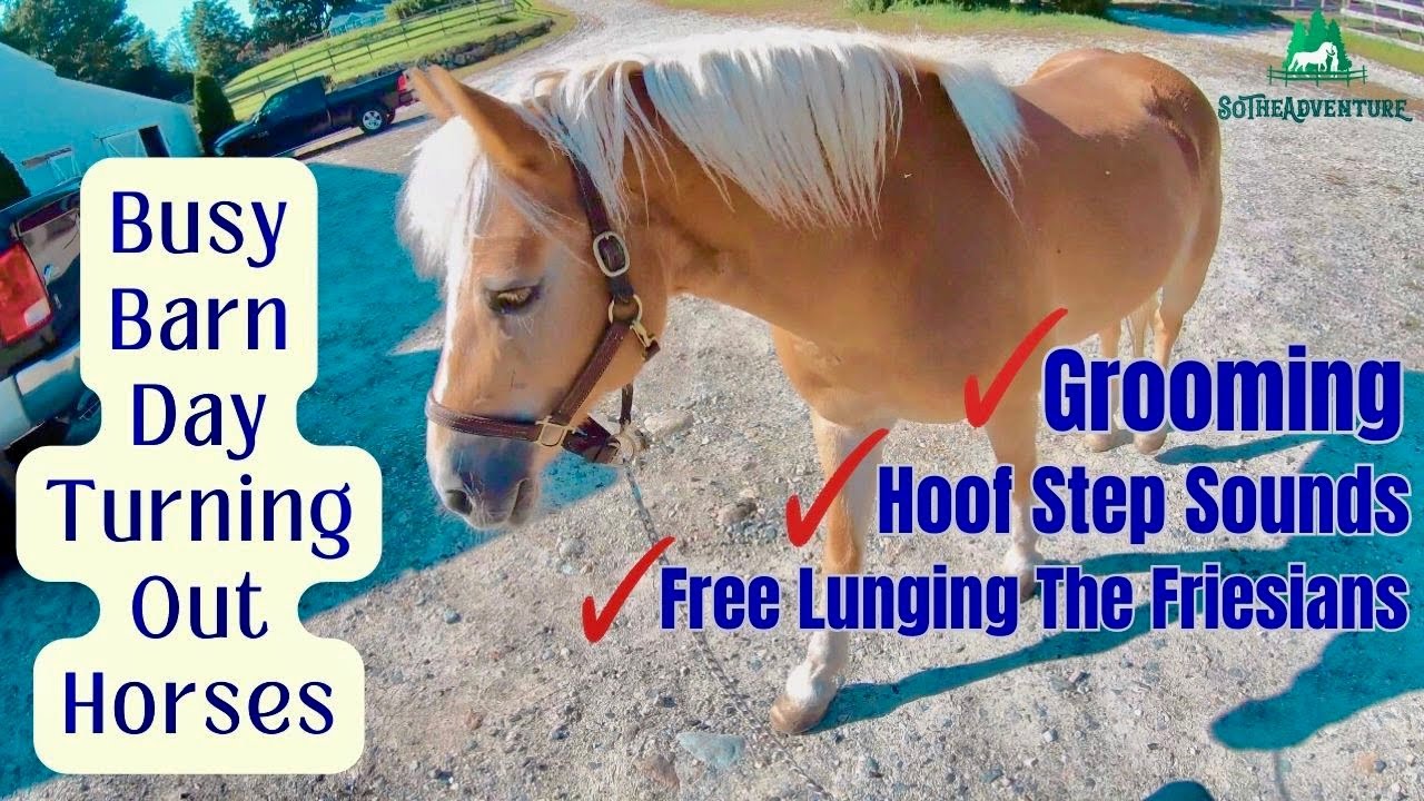 Busy Day At The Barn! Turning Out Horses + Friesian Horses Free Lunging ...