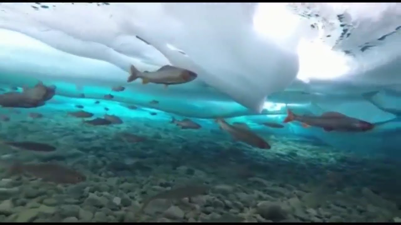 Cute animals. Fish under ice, bears and other wild forest animals, Deer ...