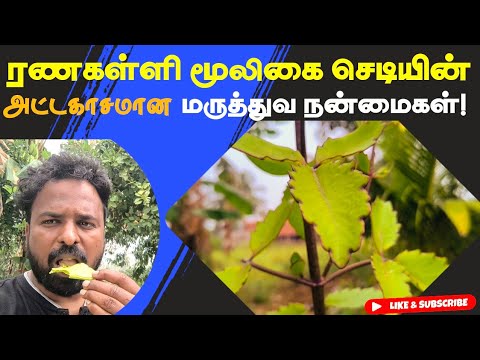 Ranakalli Health Benefits in tamil | Ranakalli Plant Uses | Medicinal ...