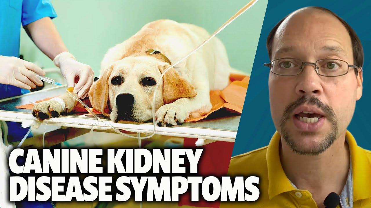 What Dog Breeds Are Prone To Kidney Disease Updated January 2023 Wikidoggia what-dog-breeds-are-prone-to-kidney-disease-updated-january-2023-wikidoggia