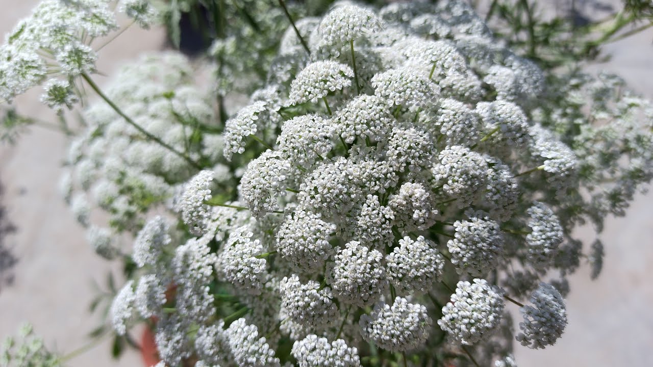 1933 - Beautiful Pimpinella / Lady's Lace care - YouTube