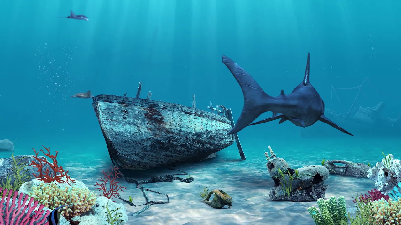 MOTION DESIGN AQUARIUM BIG FISH 4K - YouTube