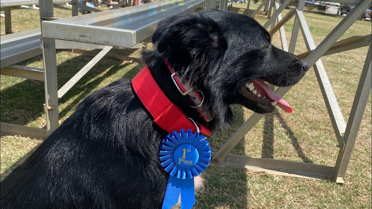 K9 in flight event , agility, trick dog competition - YouTube