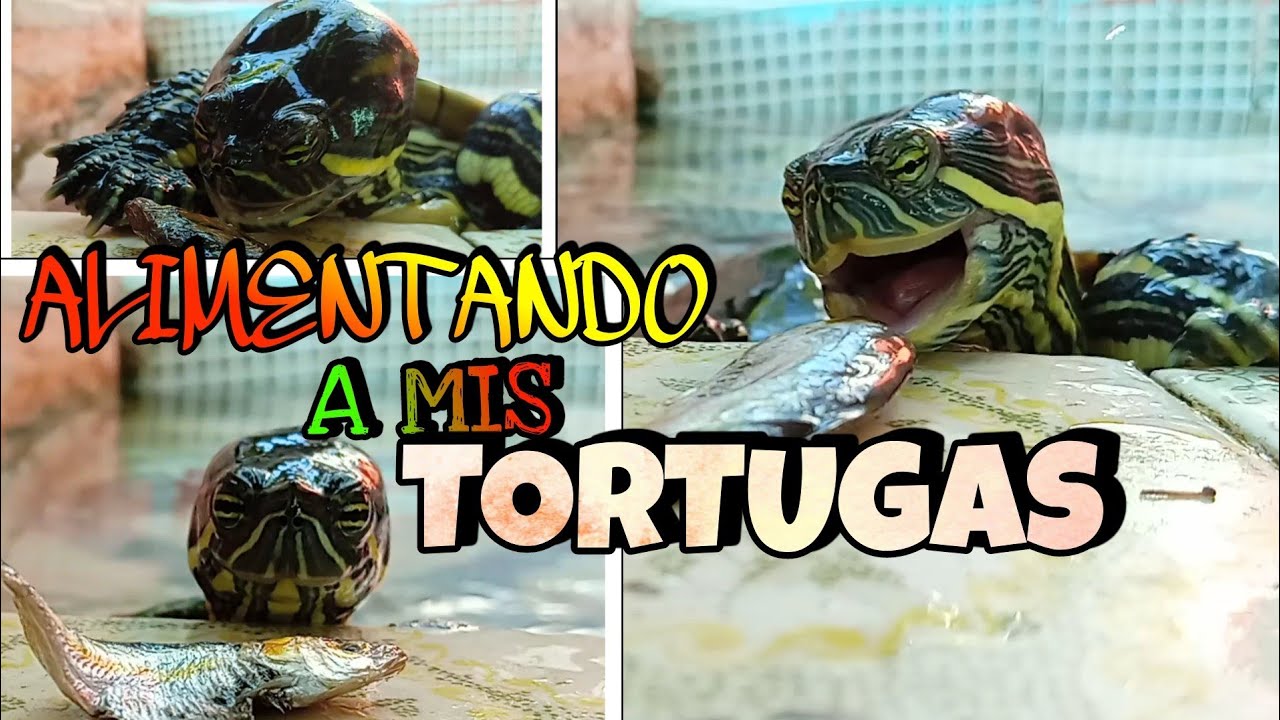 Alimentando A Mis TORTUGAS PAVORREAL 🐢 | Trachemys Venusta - Trachemys ...