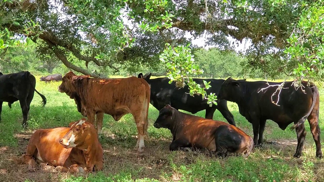 Cardiff Ranch Grass Fed Beef - YouTube