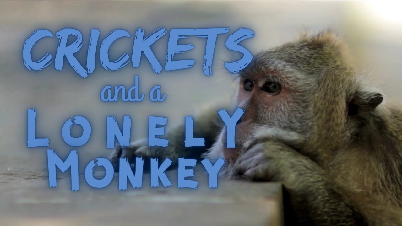 Crickets and a Lonely Monkey | Crickets and Monkeys | Ambient Sound ...