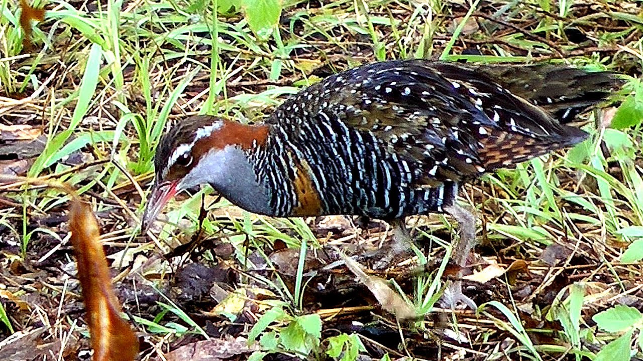 Buff Banded Rail Bird Photos Buff Banded Rail Gallirallus