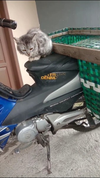 putar balik #kucing #kucinglucu #kucingimut - YouTube