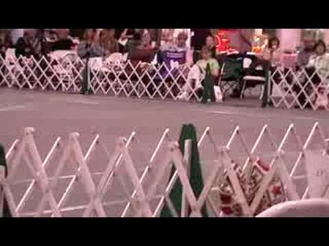 Vanderbilt Samoyeds - YouTube