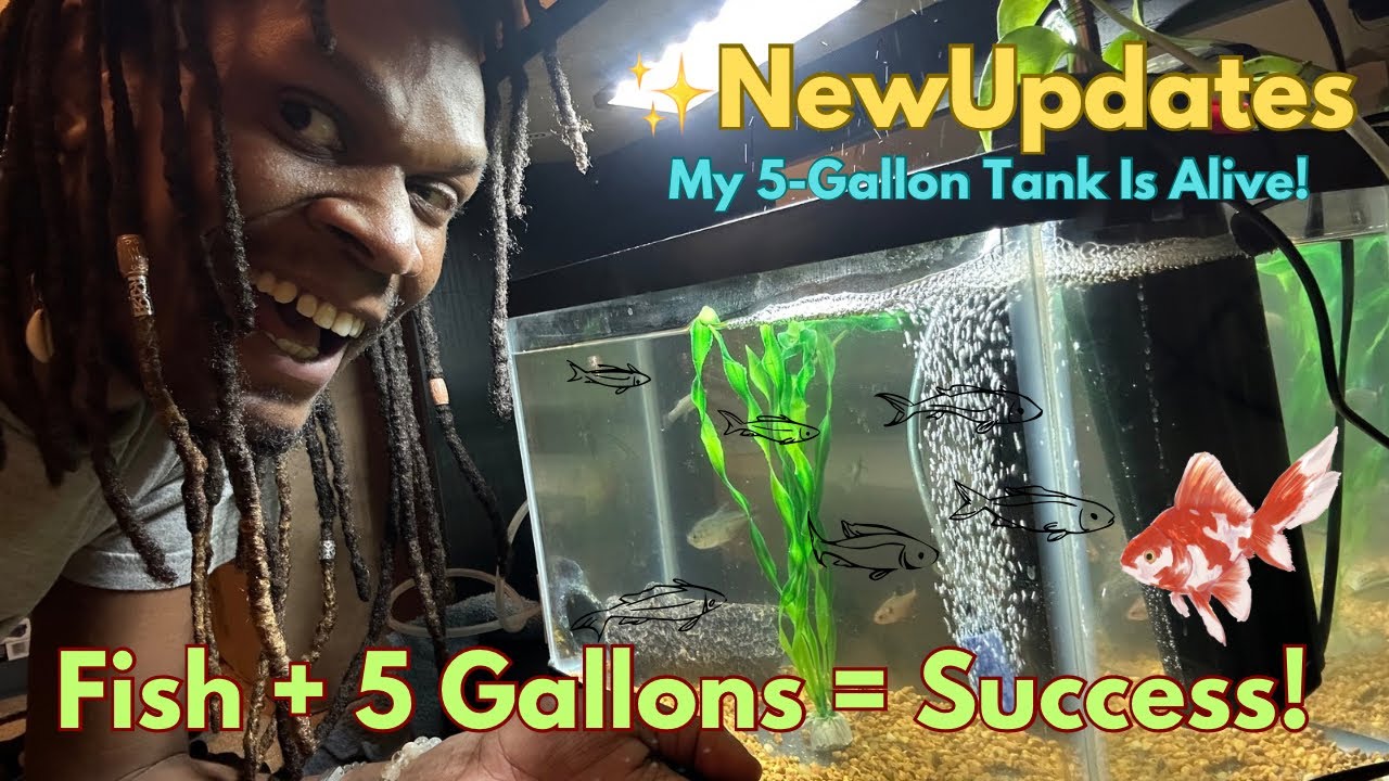 My 5-Gallon Tank Update: Fish 🐠 Are Finally Here! - YouTube