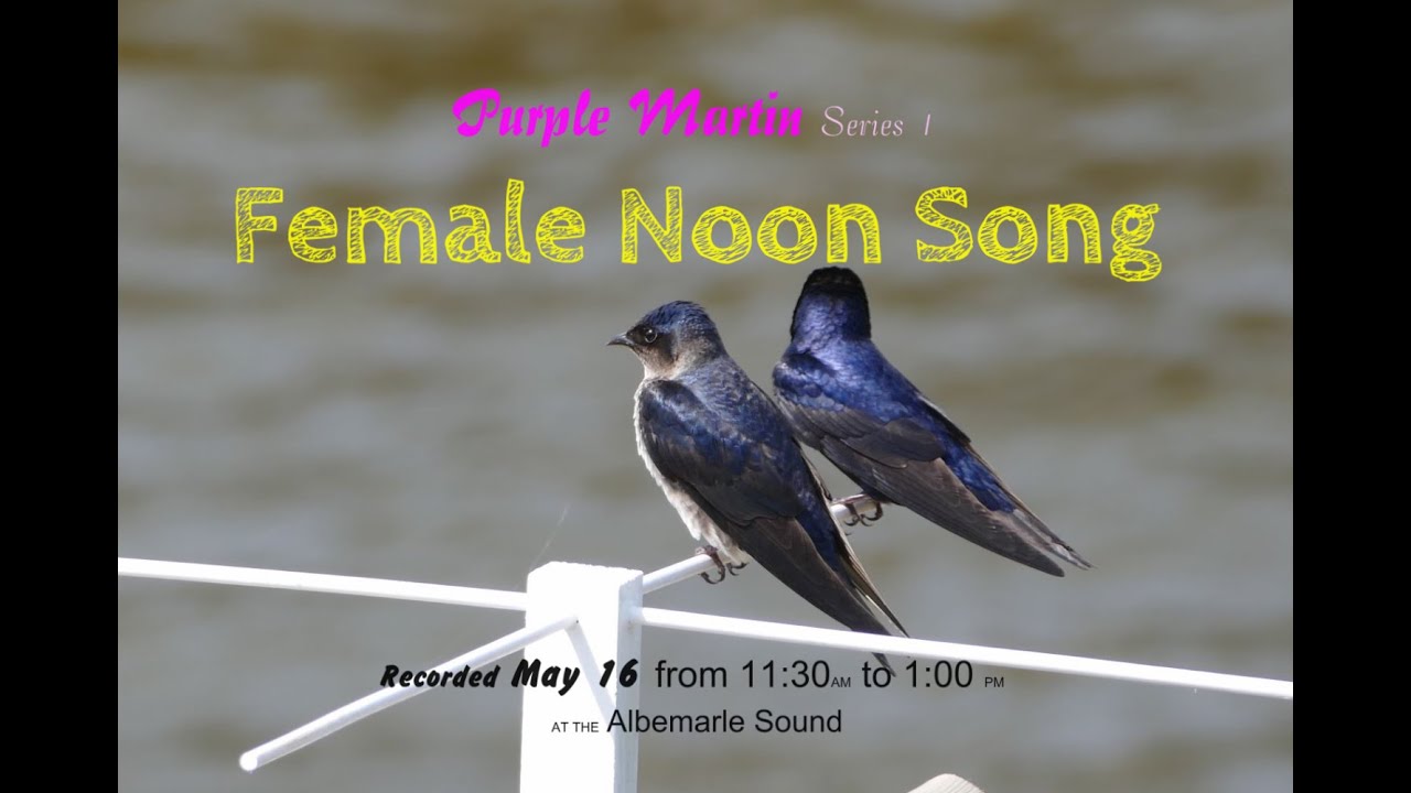 Purple Martin Female Noon Song - Attraction soundtrack. DOLBY High ...