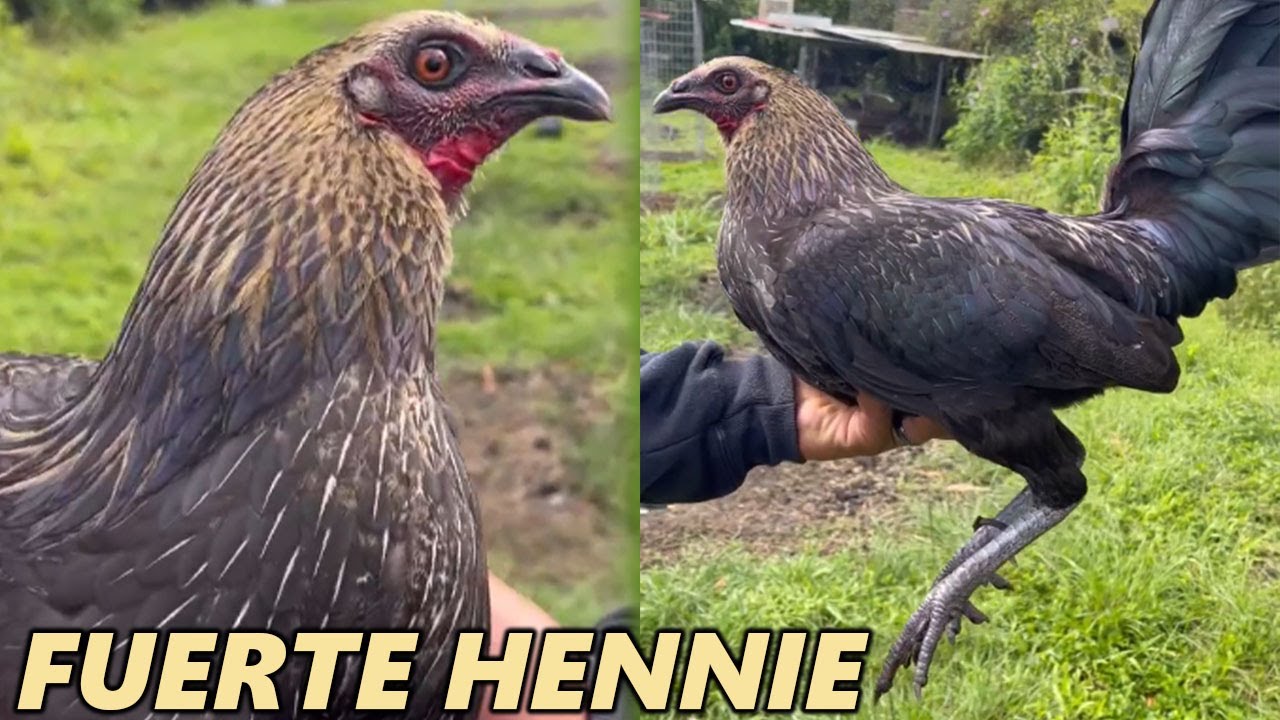 Hennie Asil Grey Bulik Beautiful Birds Fuerte Farm in Hawaii Keala ...