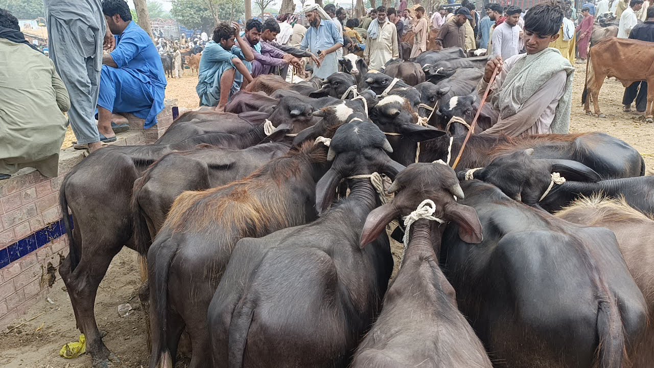 How to Start Katta Farming - Katta Business 2025 - Katta Farming in 4 ...