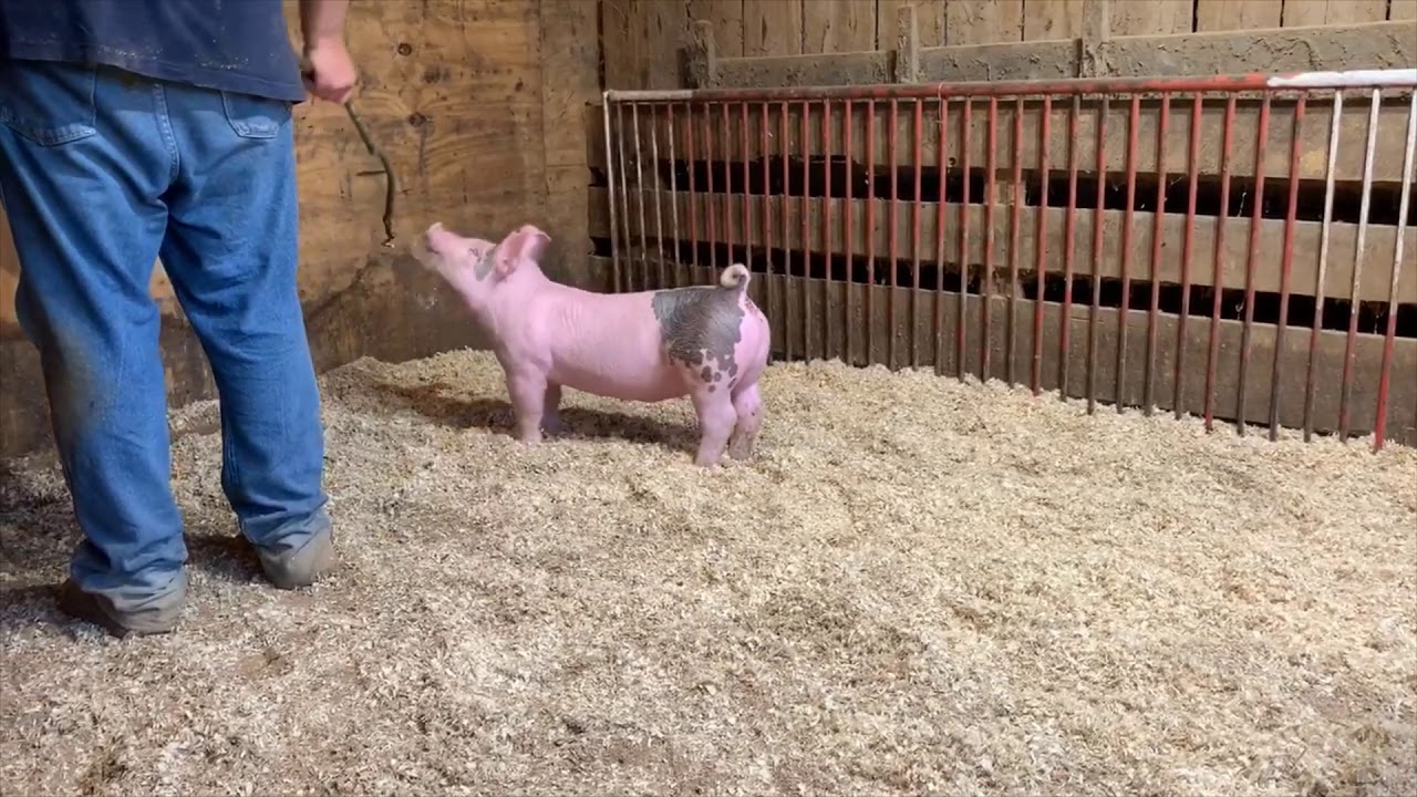 GFF XG 9-11 - YouTube