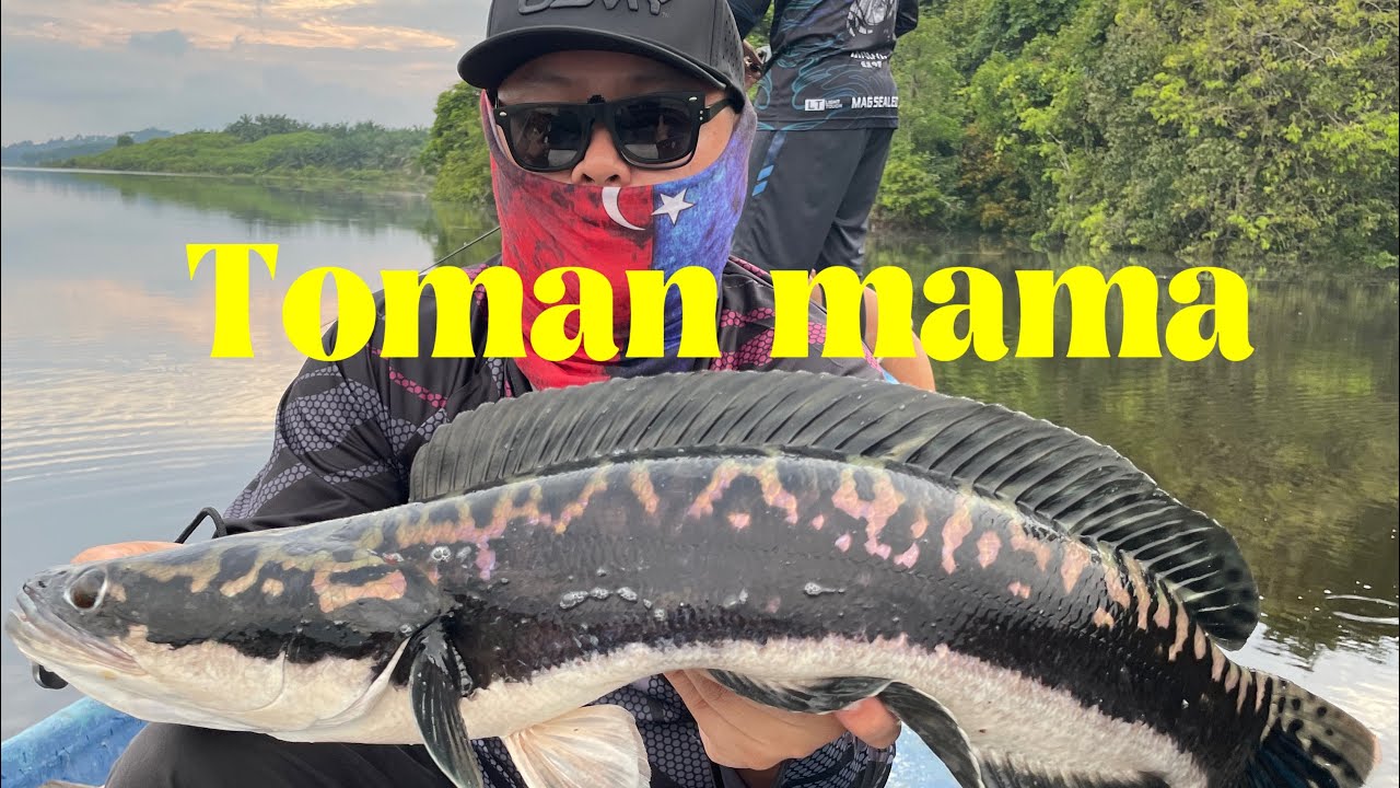 Top water casting Ikan toman mama/shimano zodias/Antares Dc md18 ...
