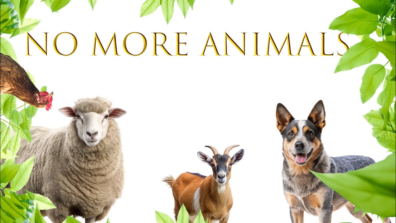 No more animals - YouTube