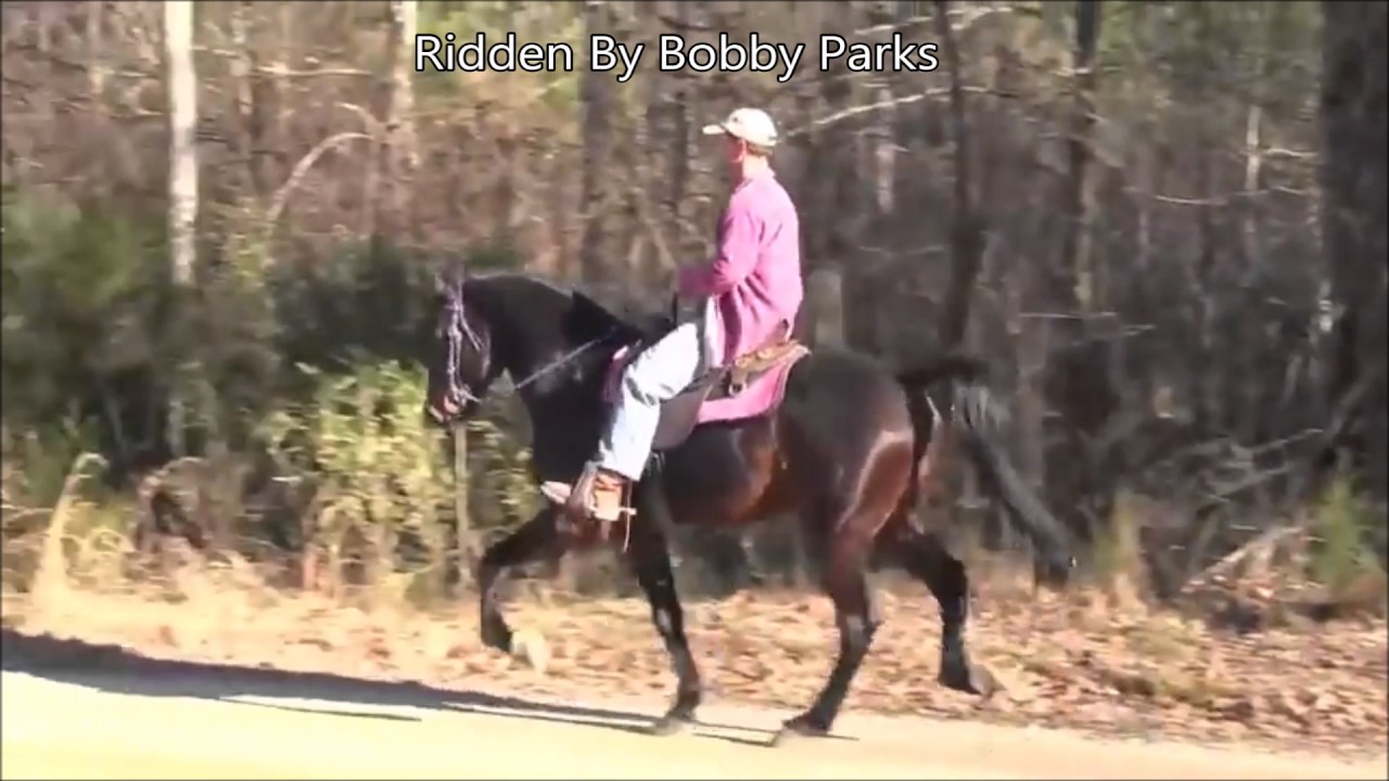 Rowdy Rawhide's Rock - 15.2 h Single-footing Stallion - YouTube