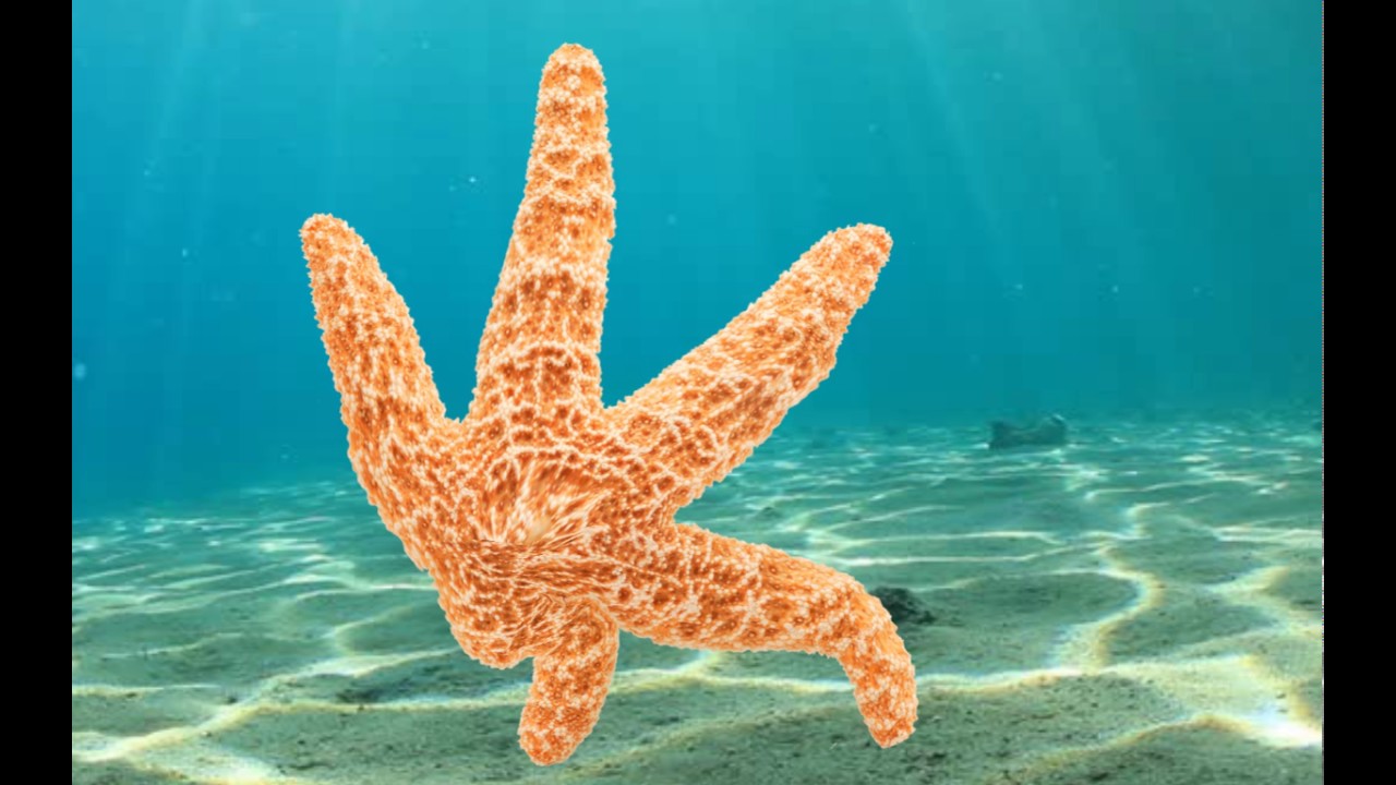 starfish dance - YouTube