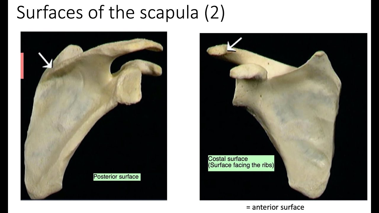 skeletal system (part 3): the appendicular skeleton - YouTube