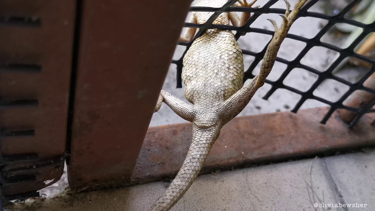 Rescuing a lizard got stuck in fence 🦎 - YouTube