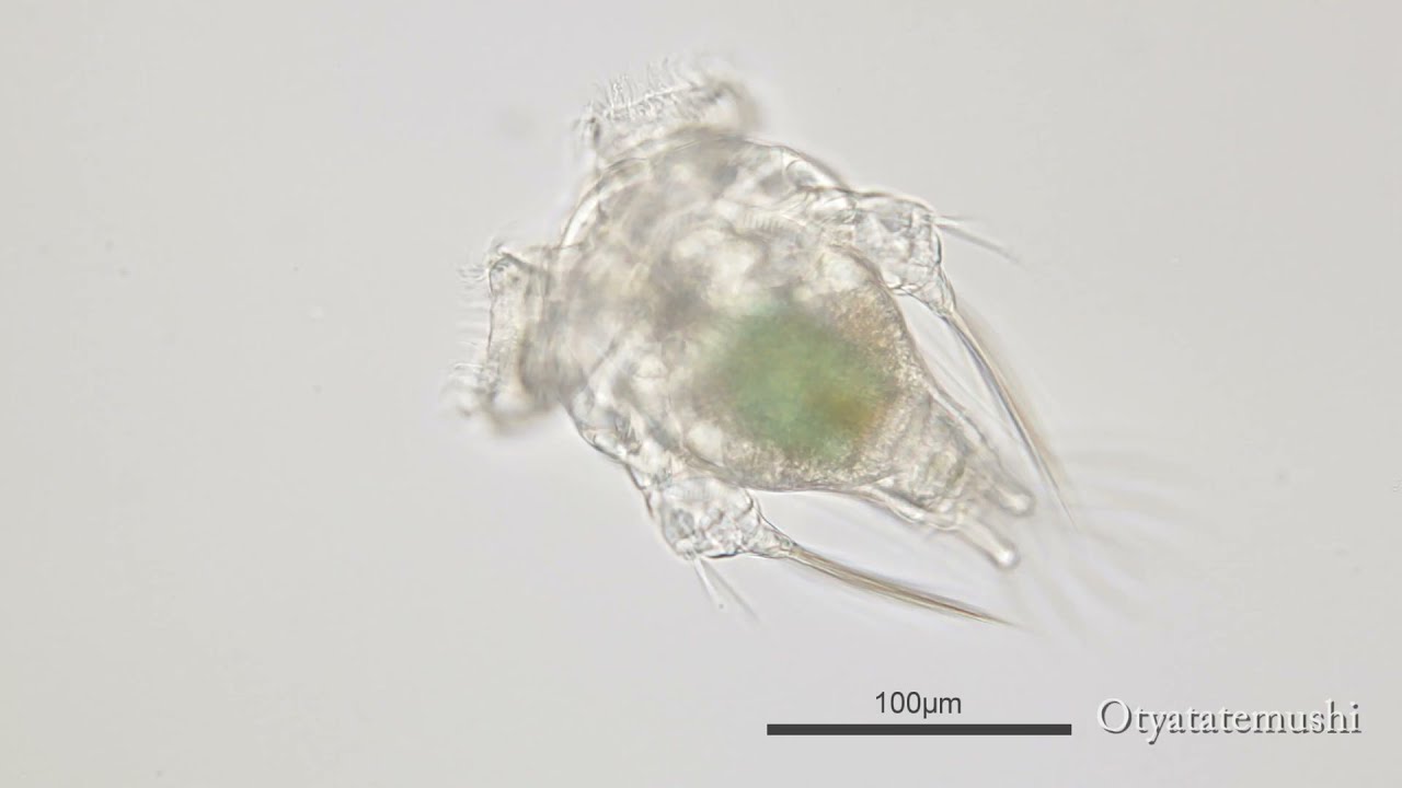 ミジンコワムシ Hexarthra mira - YouTube