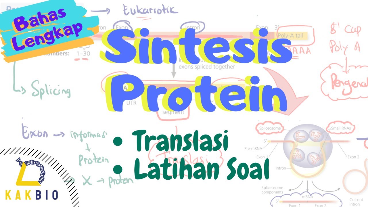 Sintesis Protein | Translasi - YouTube