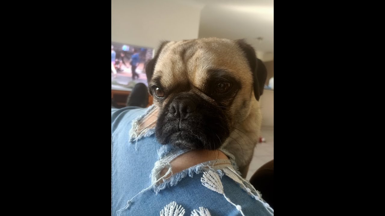 Zeus the pug leap of faith - YouTube