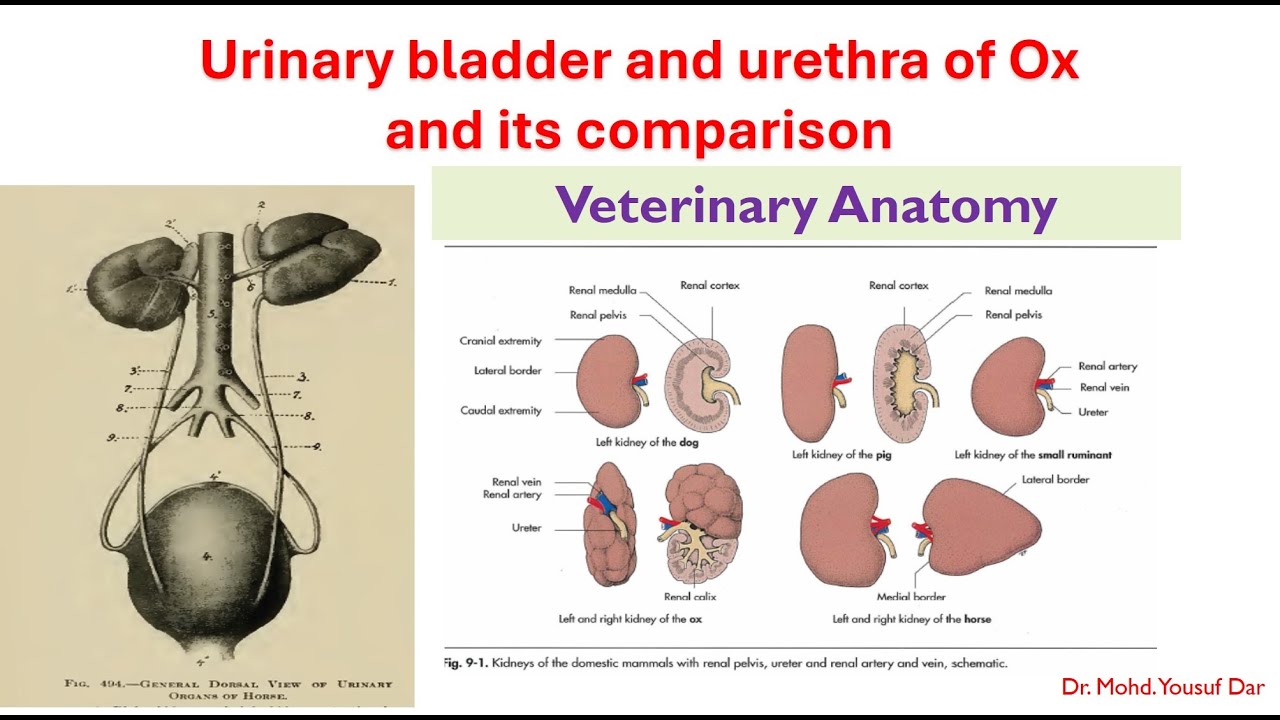 urinary bladder and urethra of ox and its comparision - YouTube