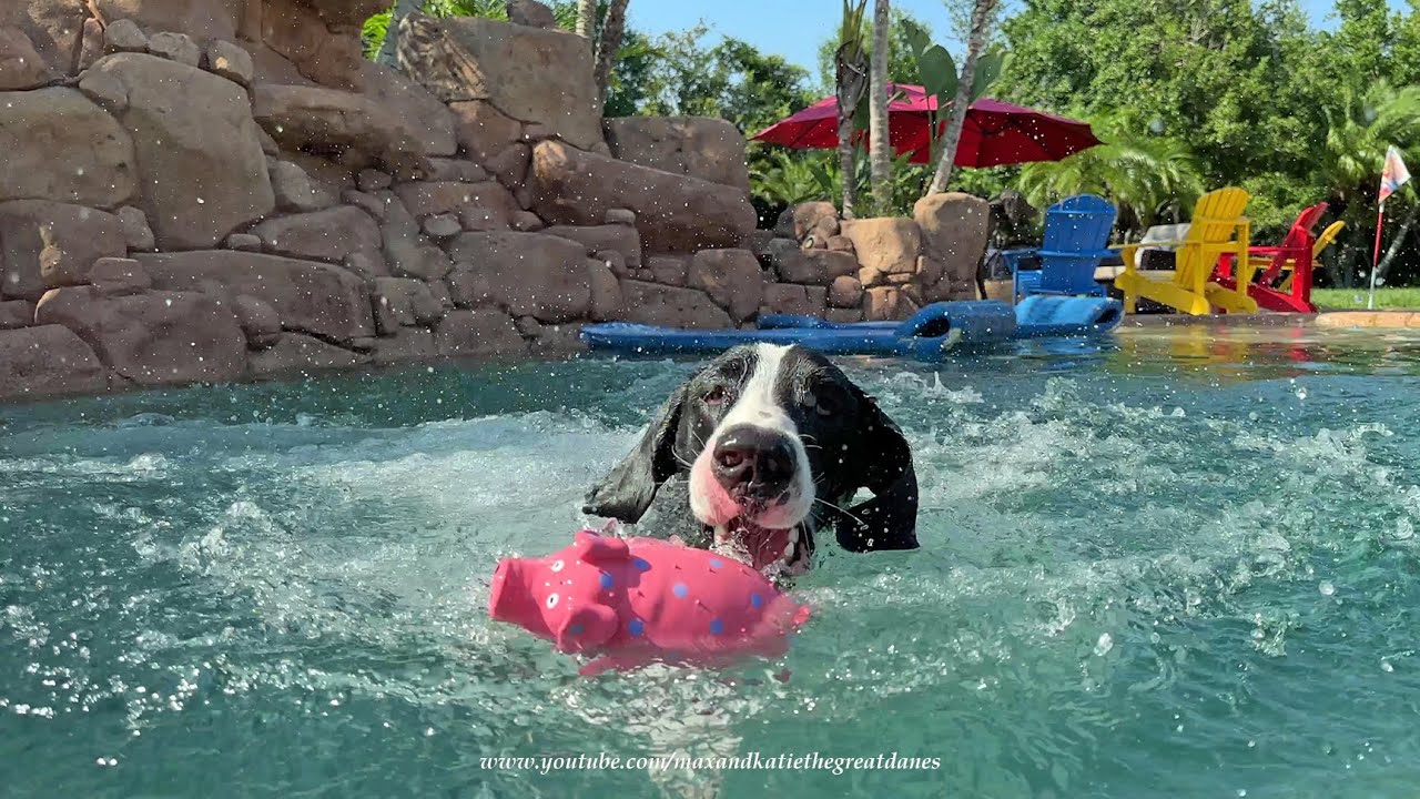 Funny Smiling Great Dane Loves To Swim With Her Pink Pool Piggy - YouTube