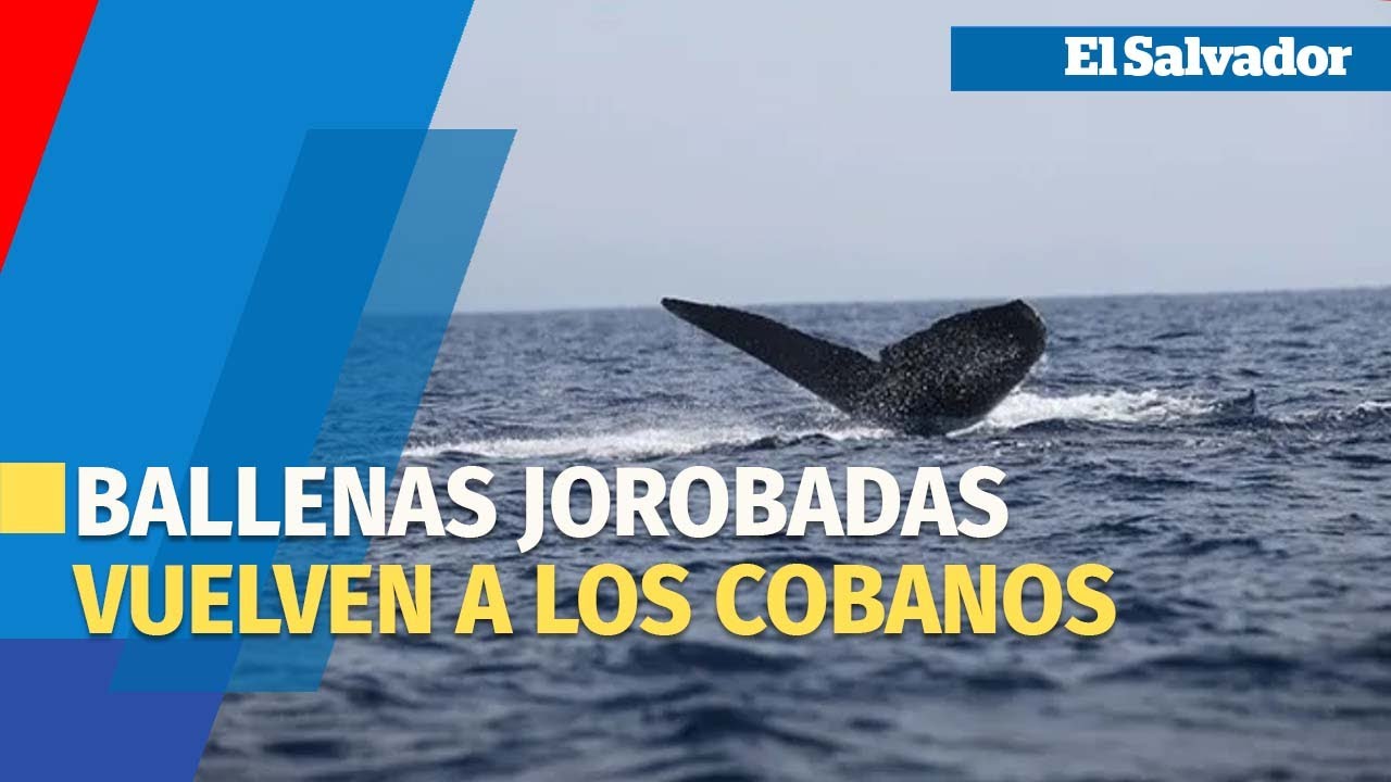Así se aprecia el espectáculo de ballenas jorobadas que visitan Los ...