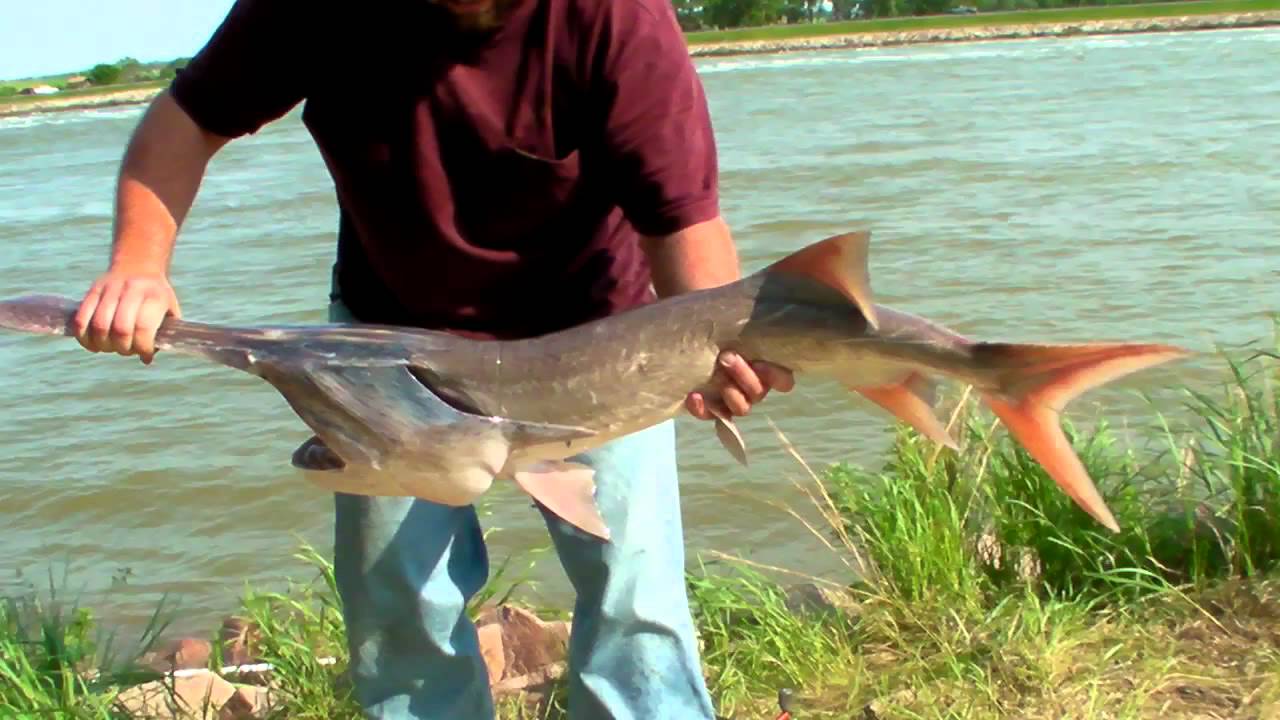 Paddle Fish - YouTube