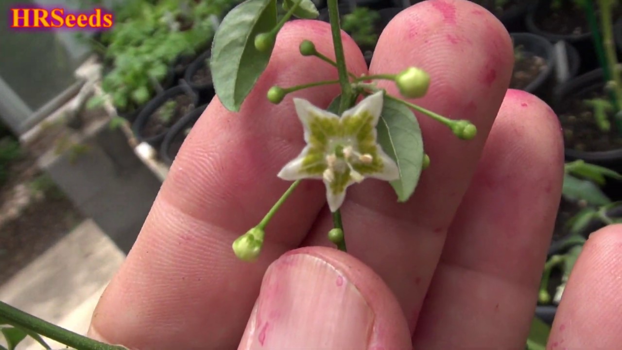 Capsicum flexuosum aka Hardy Chili, An early look at this very rare ...
