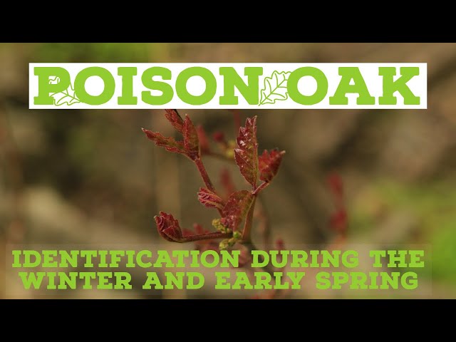 Poison Oak Vine In Winter
