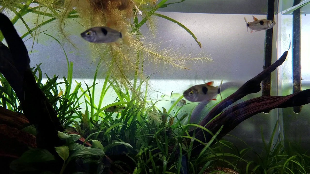 Exodon Paradoxus - The Bucktooth Tetra - YouTube