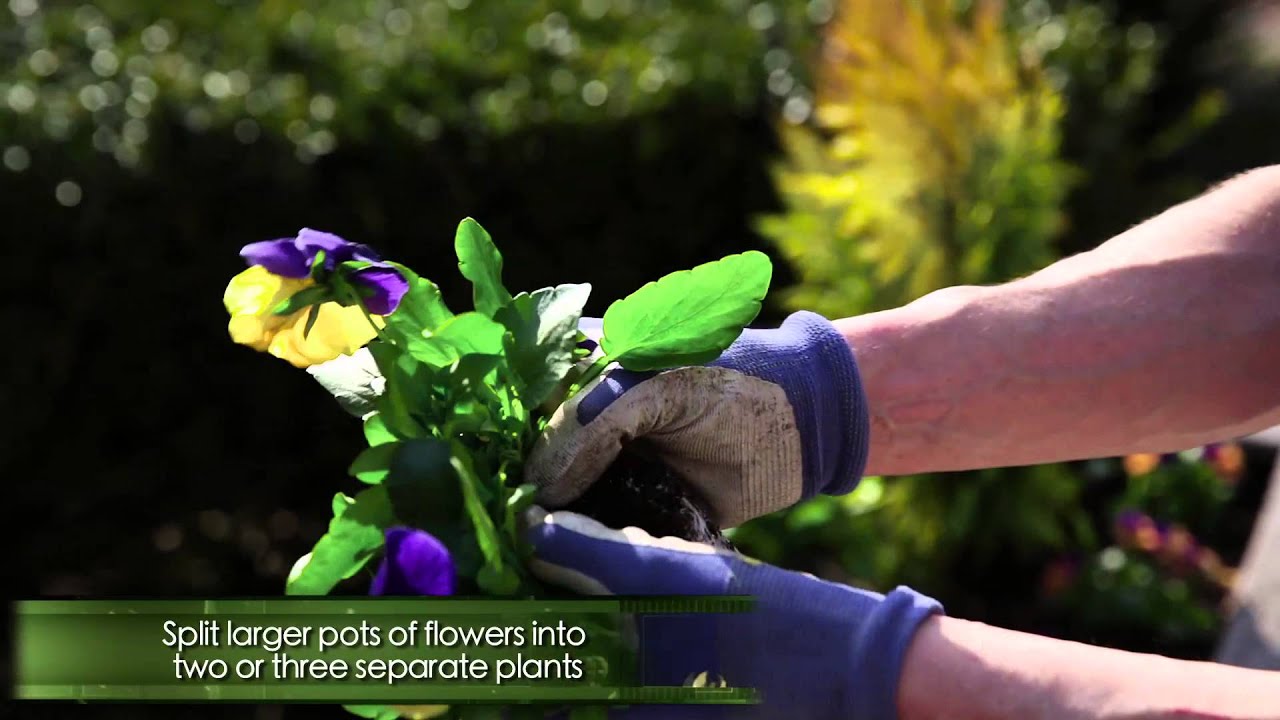 Creating spring containers with pansies and violas - YouTube