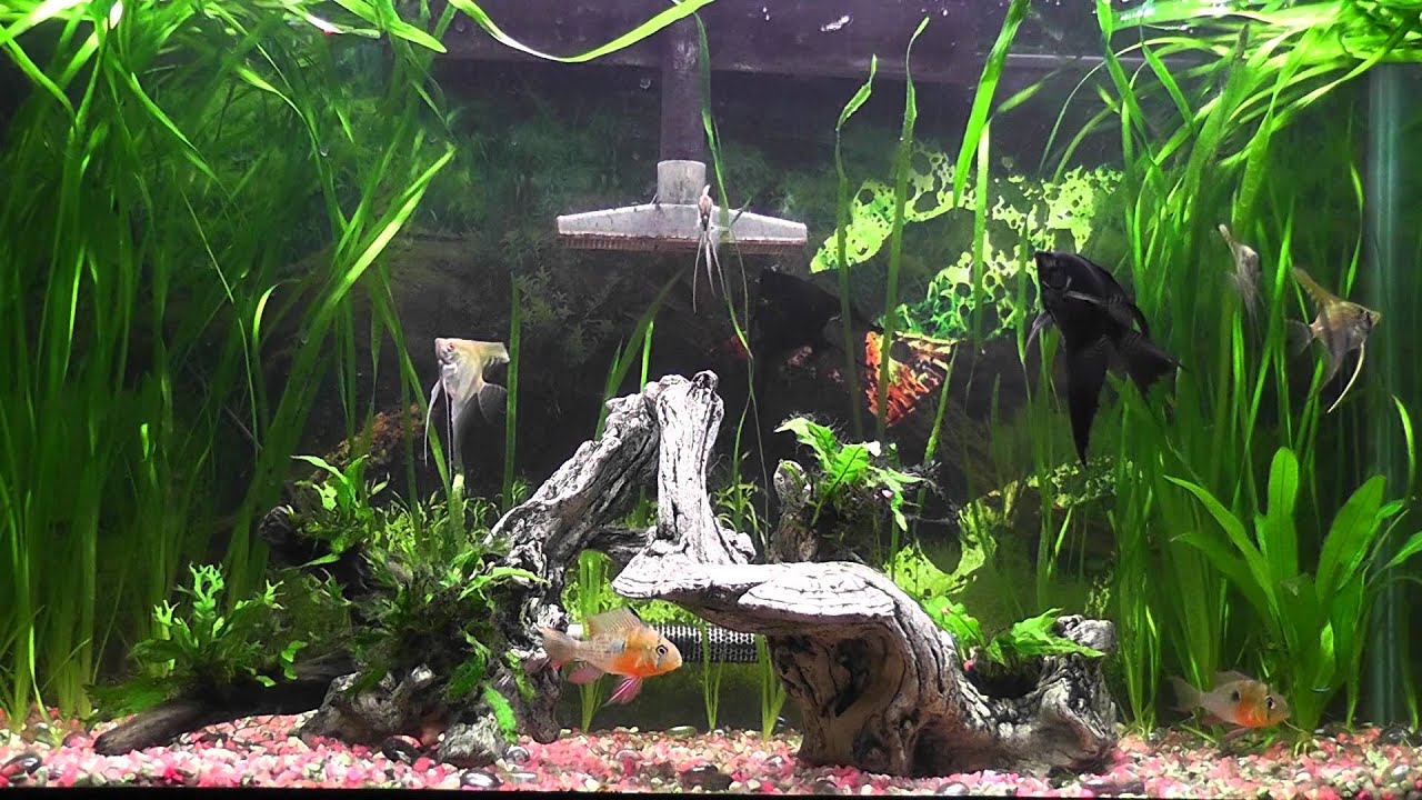 33 gallon planted tank - YouTube