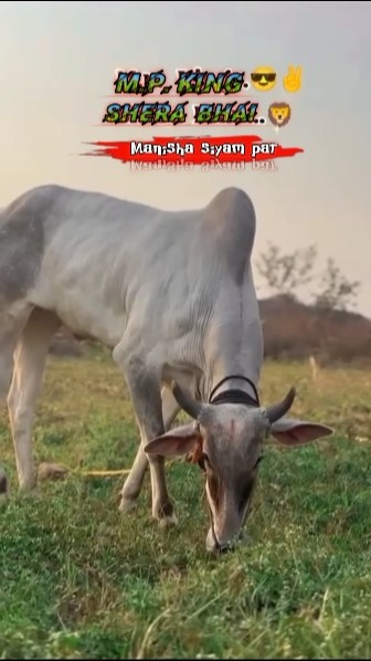 mp king Shera bhai #प्रतियोगिता #shortvideo #automobile #motivation # ...